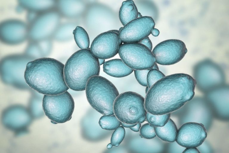 Scientific names of microorganisms: A quick introduction to taxonomy ...